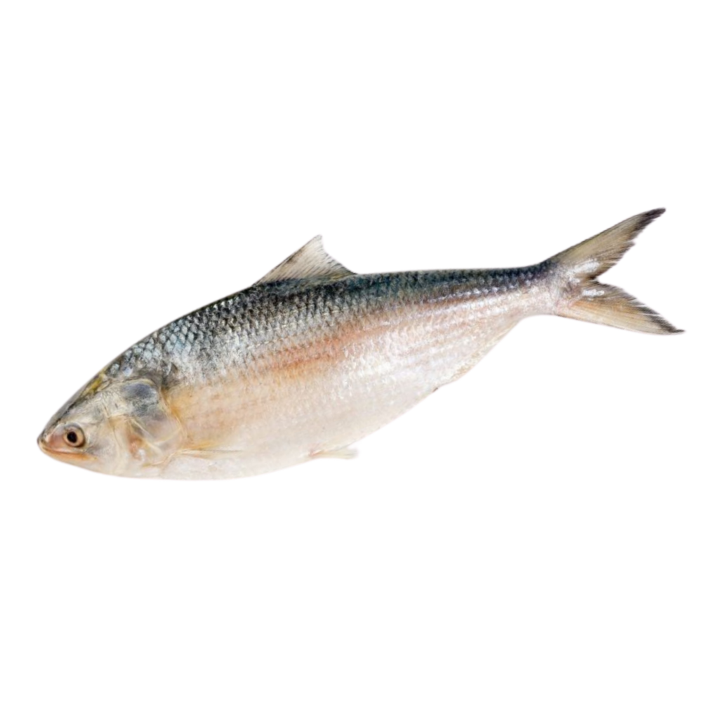 HILSHA WHOLE FISH IQF (PER KG) – Bangla Fish Bazaar