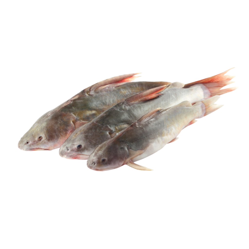 RITA WHOLE FISH IQF (PER KG) – Bangla Fish Bazaar